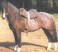 Asociación Criadores de Caballos Criollos